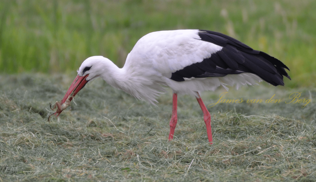Stork eats frog in Eemland – James van den Berg