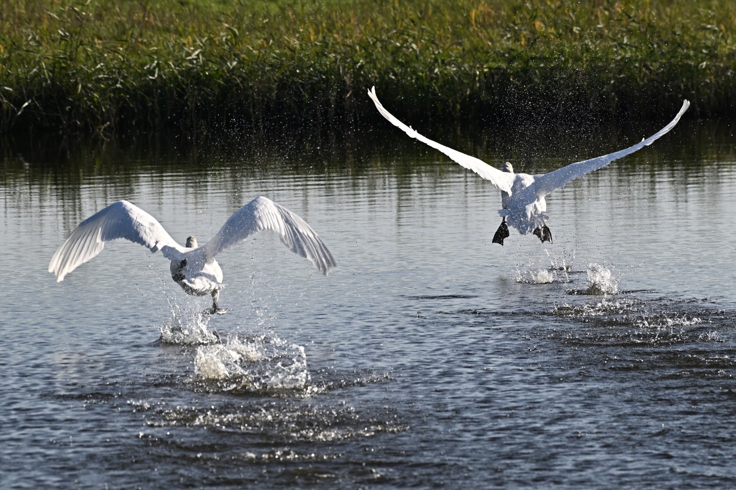 Pair of Swans taking off together – James van den Berg