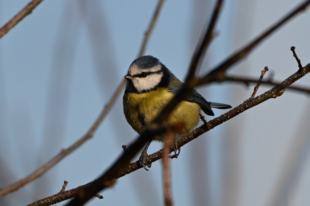 Cyanistes caeruleus (Pimpelmees) – James van den Berg