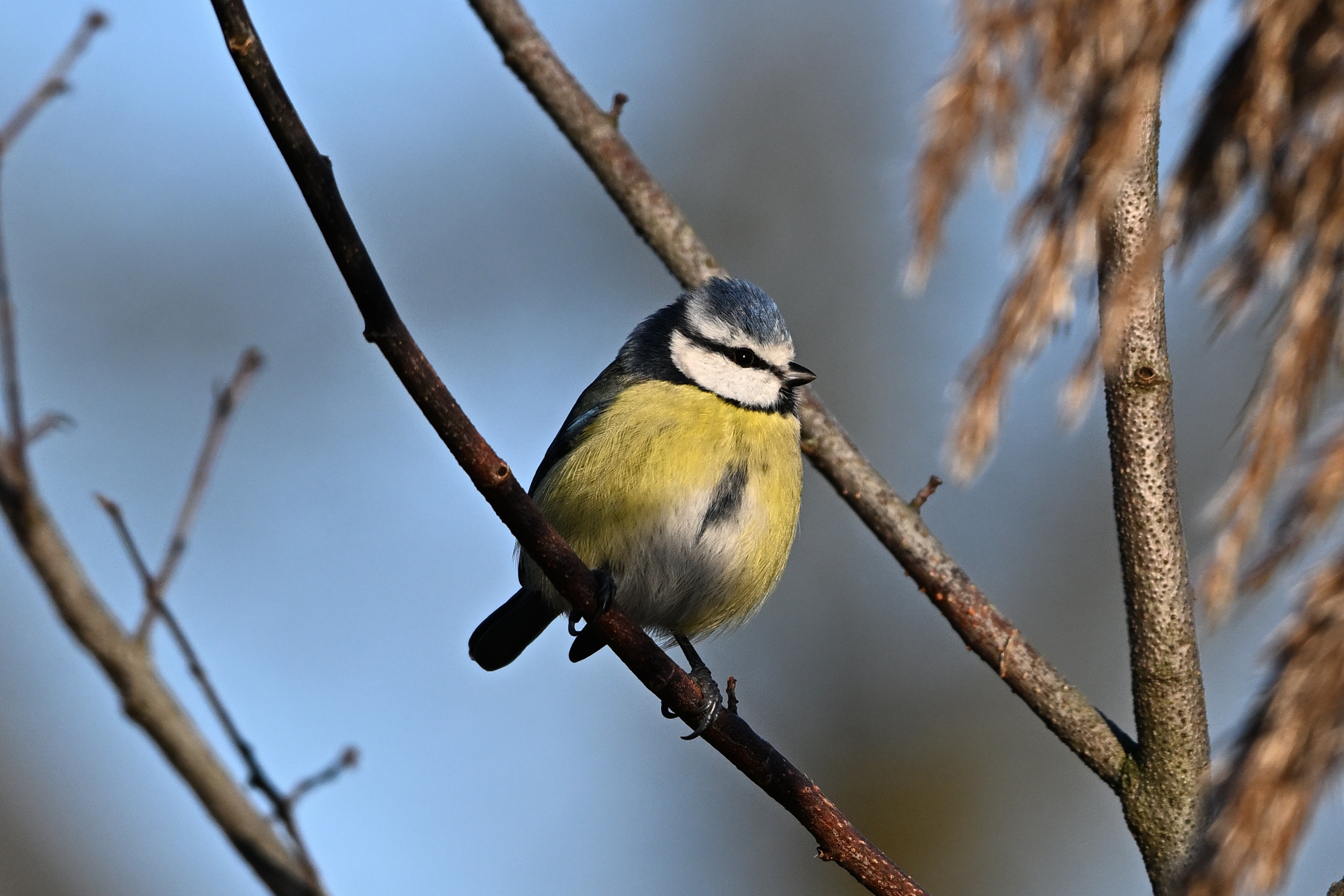 Cyanistes caeruleus (Pimpelmees) – James van den Berg