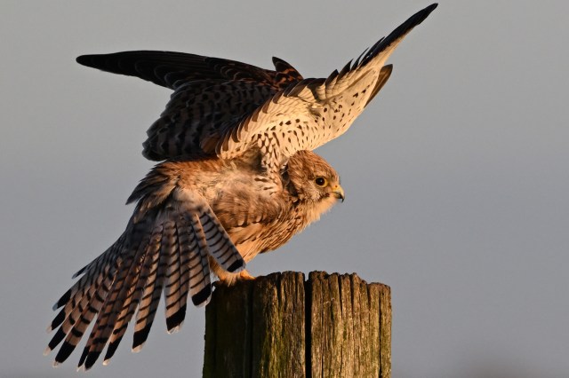 Torenvalk (Kestrel) showing his feathers and wings – James van den Berg