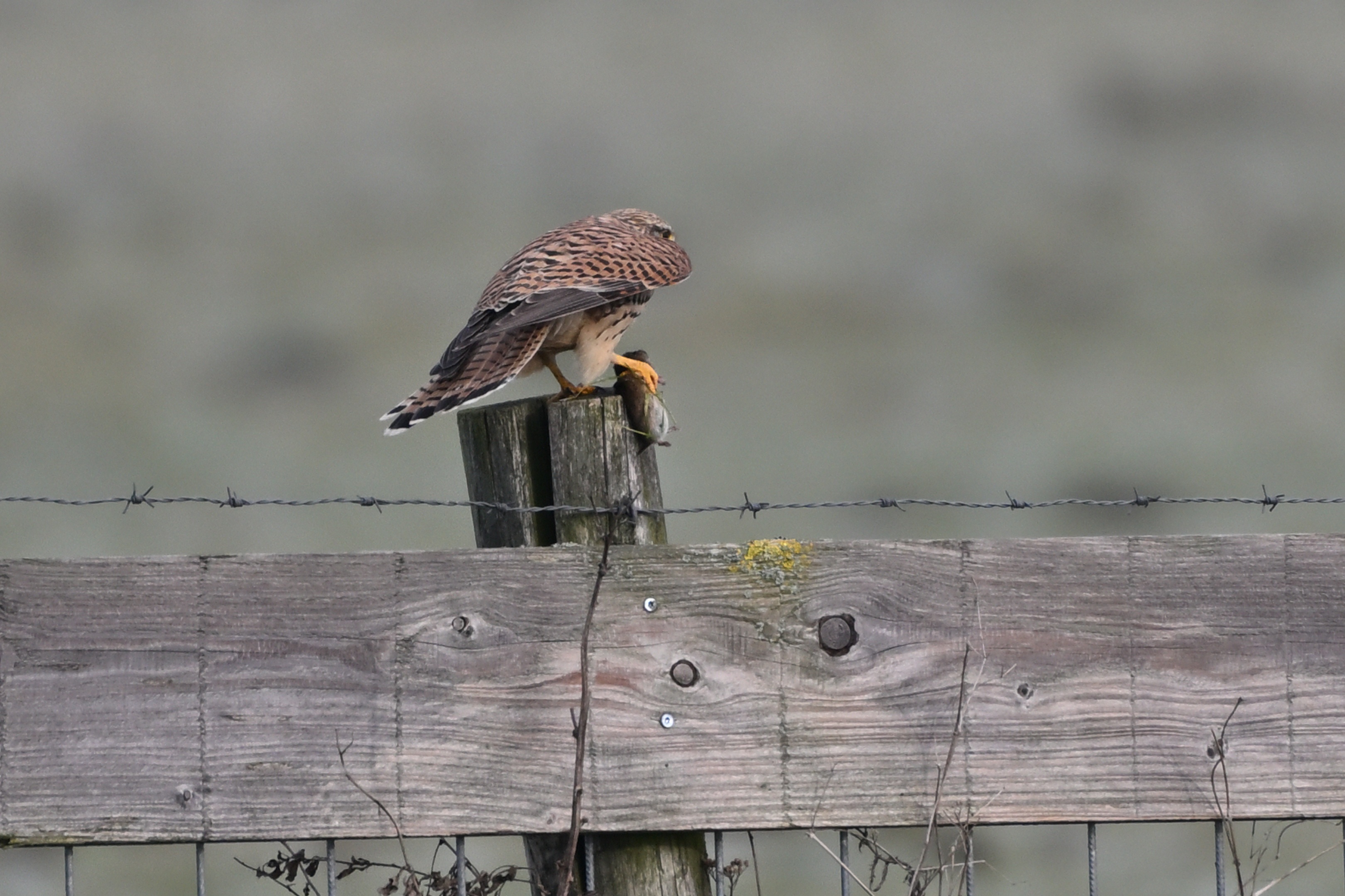 Falco tinnunculus (Torenvalk) with his prey – James van den Berg