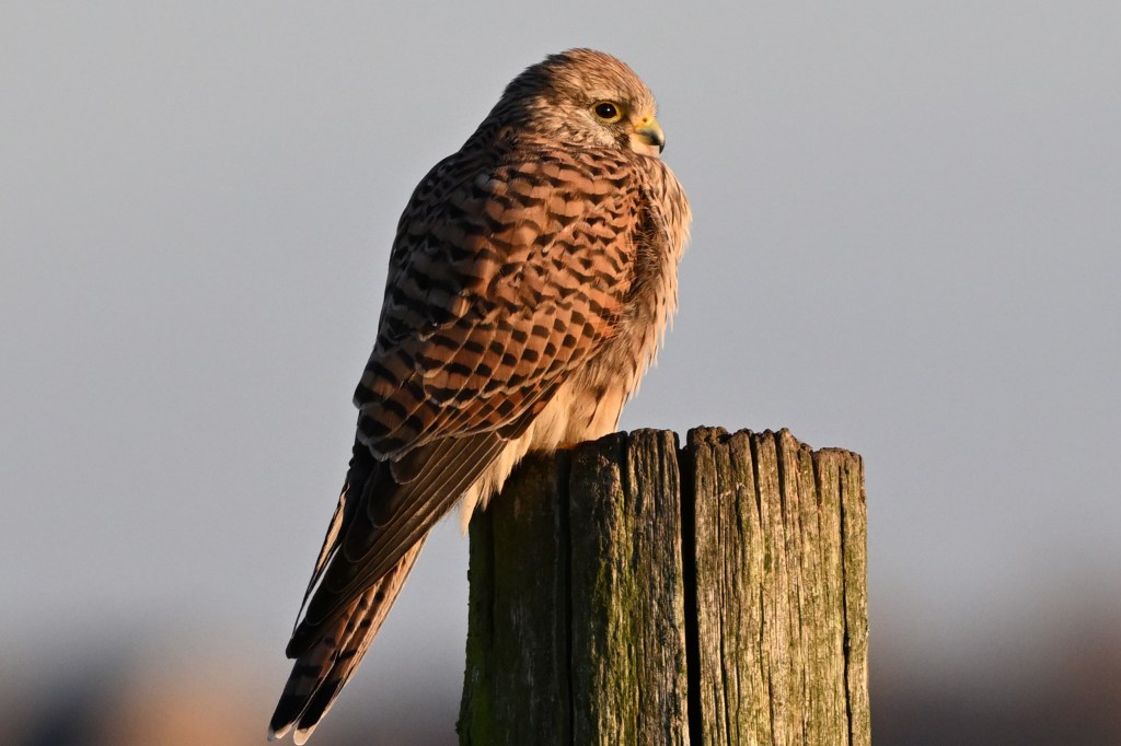 Torenvalk (Kestrel) showing his feathers and wings – James van den Berg