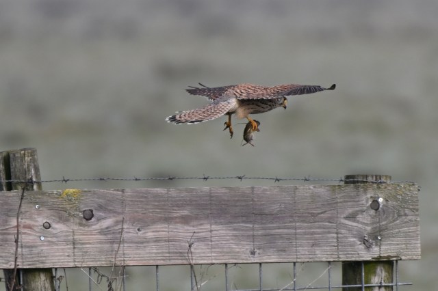 Falco tinnunculus (Torenvalk) with his prey – James van den Berg
