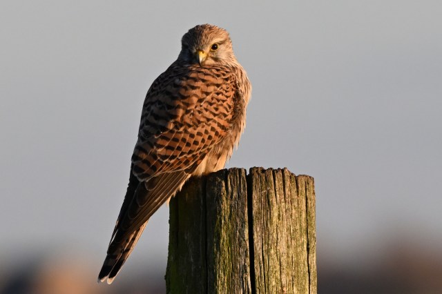Torenvalk (Kestrel) showing his feathers and wings – James van den Berg