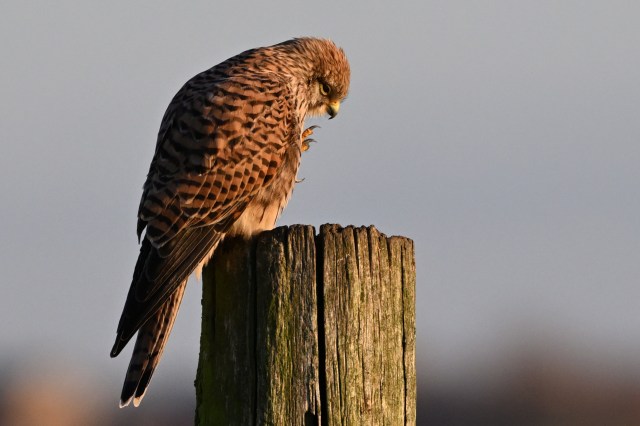 Torenvalk (Kestrel) showing his feathers and wings – James van den Berg